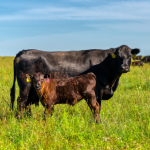 Pharmgate Cattle Products - USA