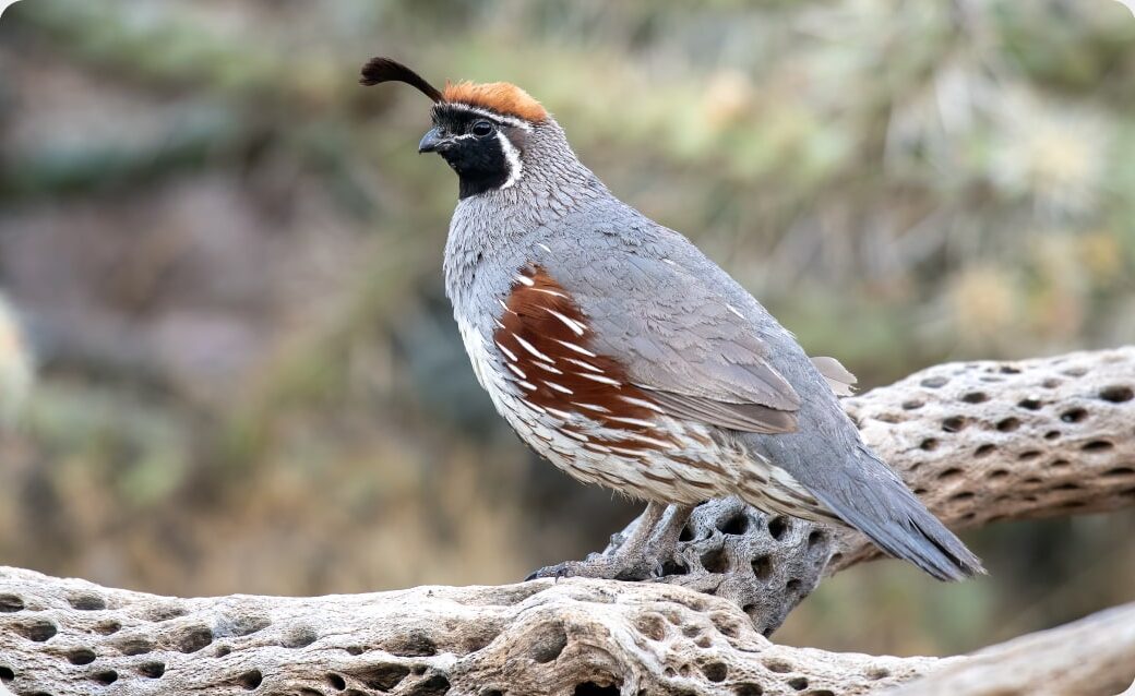 Products by Species - USA