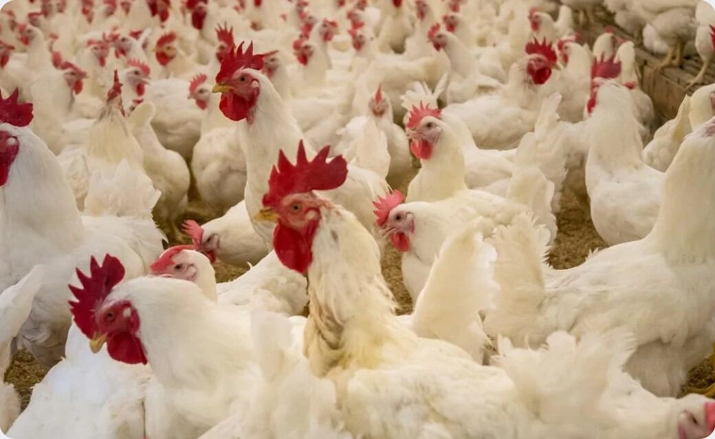 Products by Species - USA