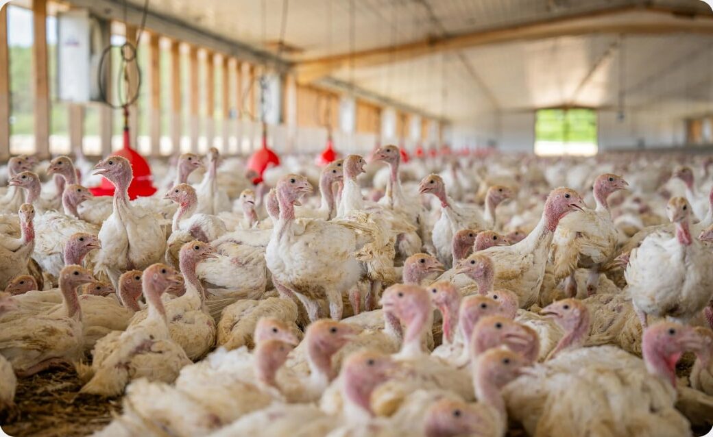 Products by Species - USA