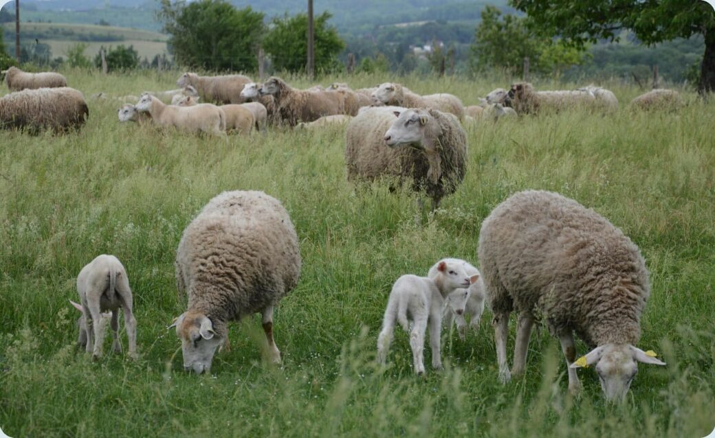 Products by Species - USA