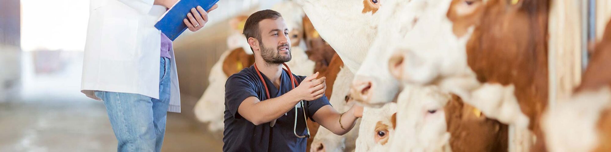 Feed Medications for Cattle - USA