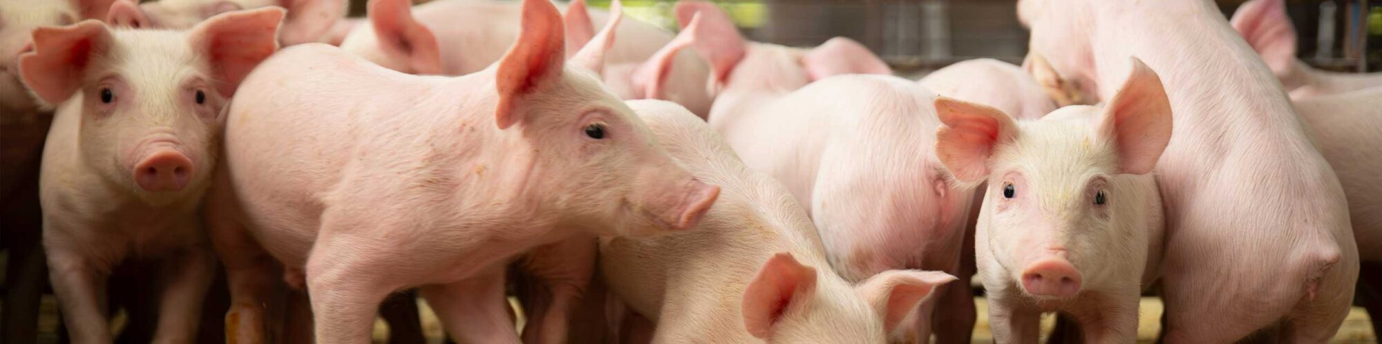 Feed Medications for Swine - USA